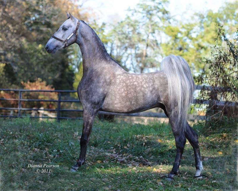The American Saddlebred: 7/19/14 Glorious Grays Part 3, Stallions