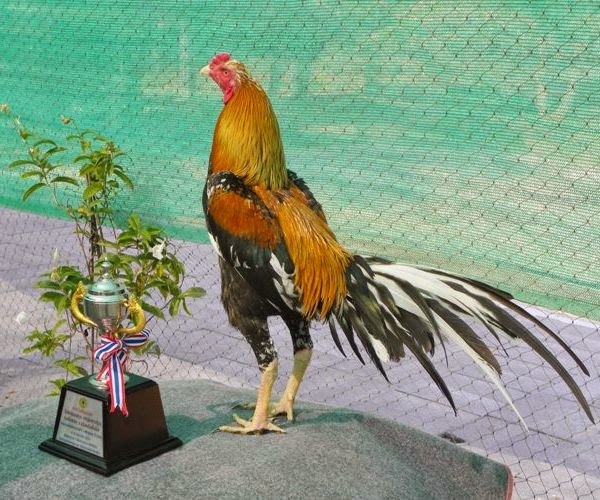 MENGENAL AYAM ADUAN SUPER DARI BEBERAPA NEGARA | Berbagai Macam Ayam