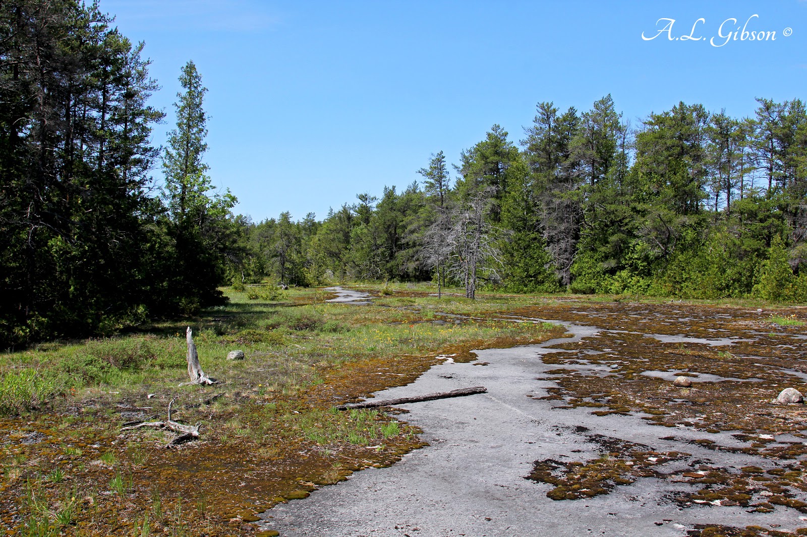 The Buckeye Botanist: The Bruce Peninsula Part VI: An Alvar Wonderland
