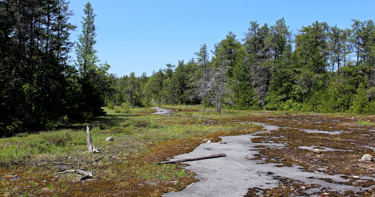The Buckeye Botanist: The Bruce Peninsula Part VI: An Alvar Wonderland