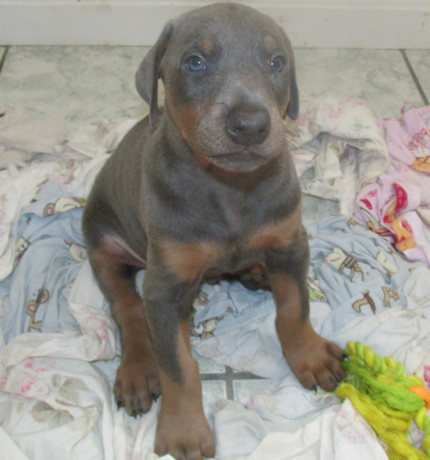 Abby's AKC Doberman Puppies: Two Blue Males - Sold