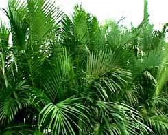 Koleksi Terpopuler Kerajinan Daun Nipah