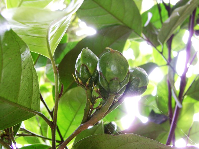 El cuexcomate: Icacinaceae