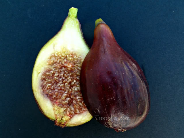 Fiorone De Ruvo Fig - Var Tin