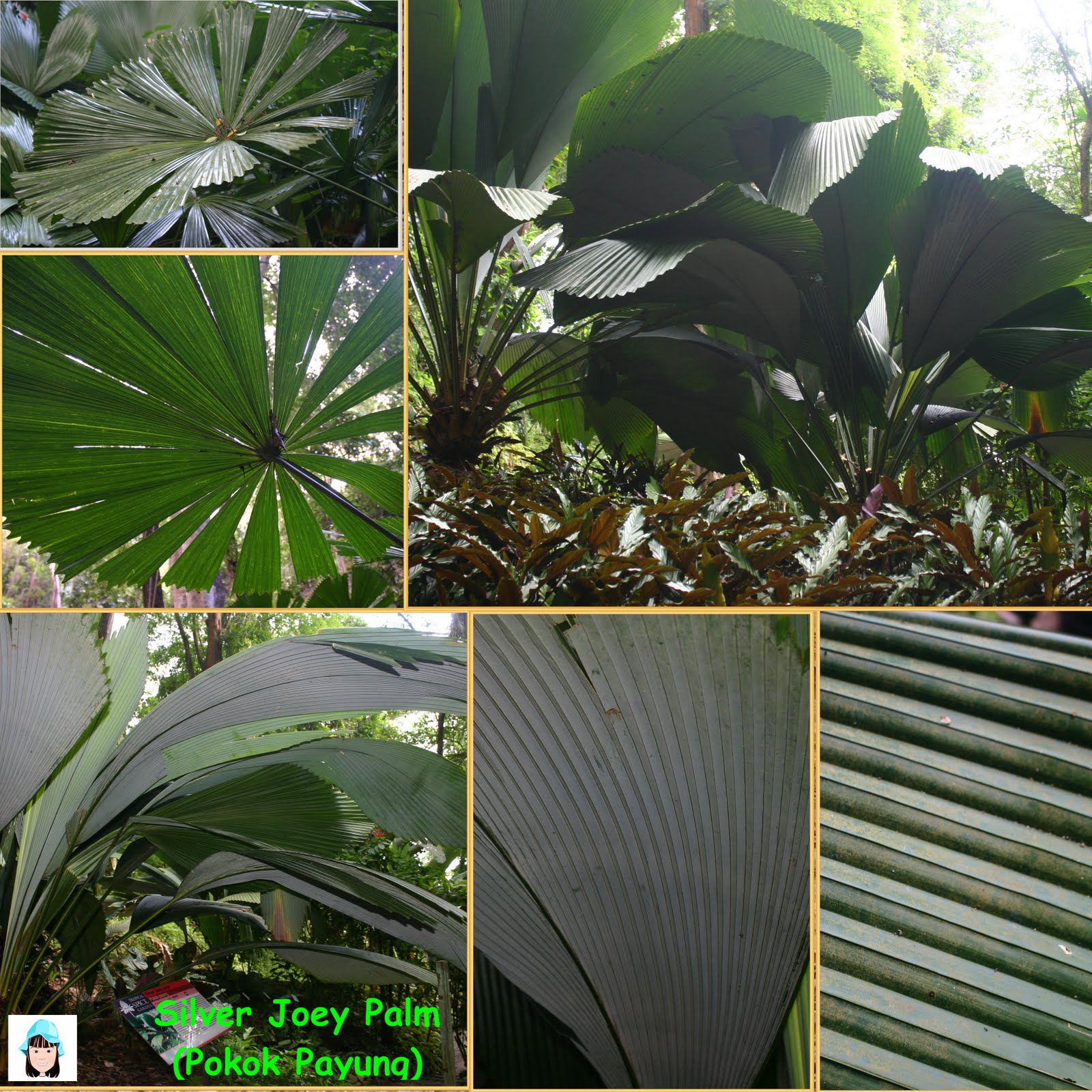 FoOd PaRaDiSe: Tropical Spice Garden @ Jalan Teluk Bahang, Penang