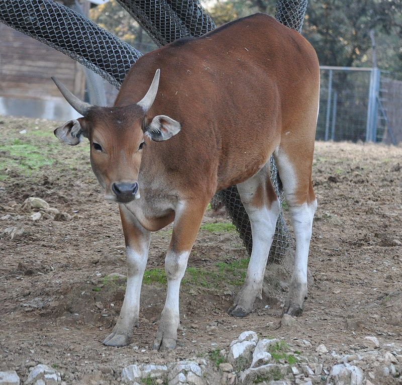ZOOTOGRAFIANDO (6.100 ANIMALS): BANTENG / BANTENG (Bos javanicus)