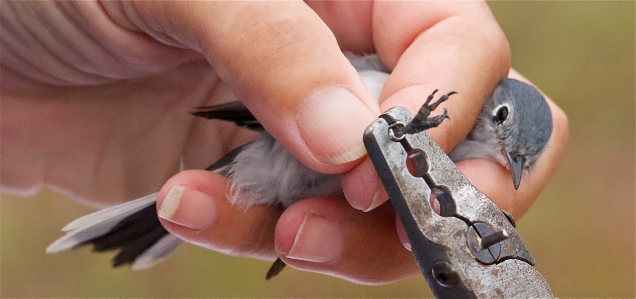 Bird Banding: Learning From Birds In-hand: Color Banding Painted Buntings