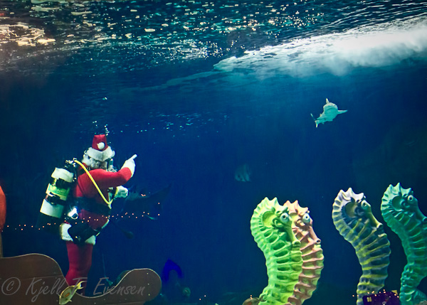 Eye of the Big Dog: Scuba Santa, Newport Aquarium
