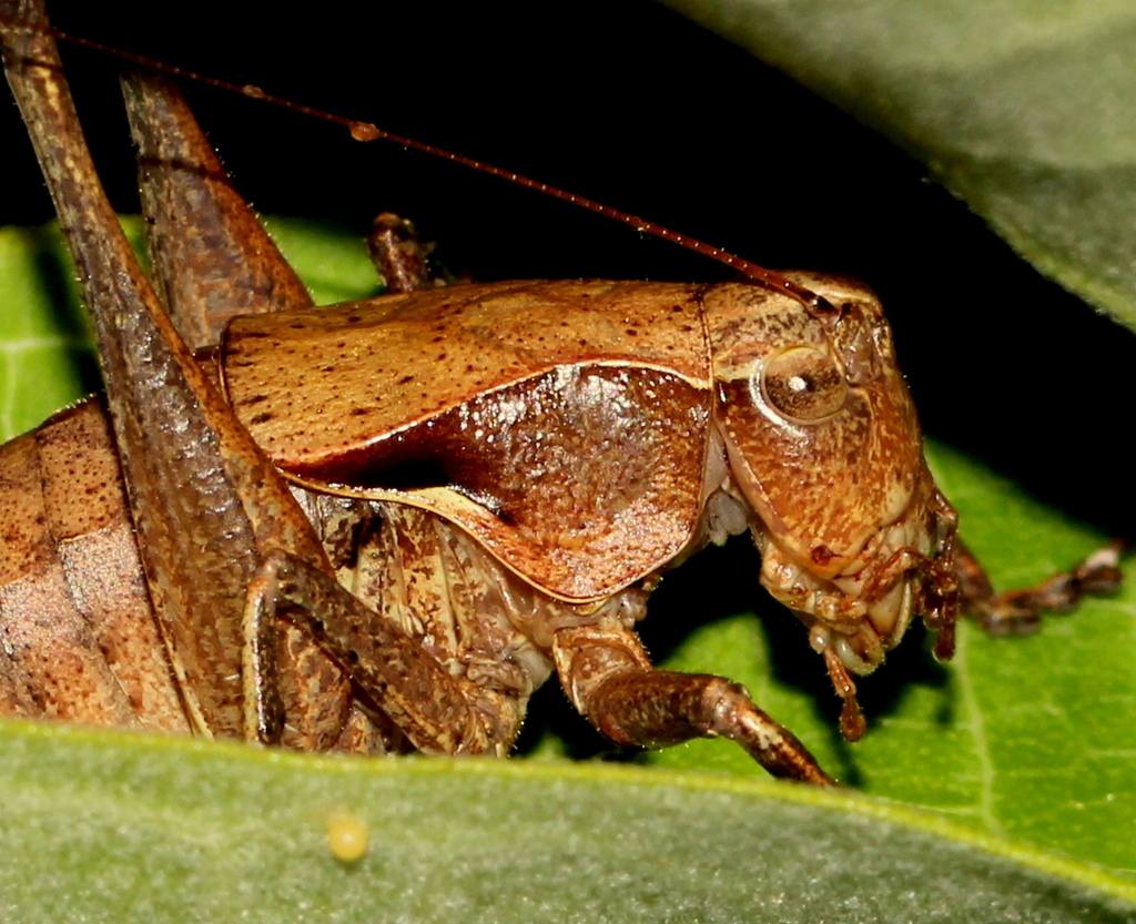 Listening in Nature: The Predatory Katydid