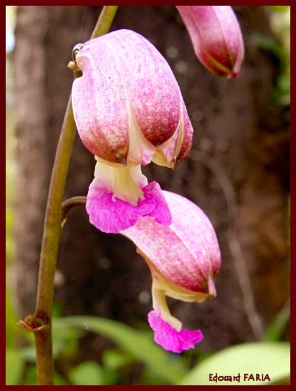 Asociación Jalisciense de Orquideología: Descripciones de Plantas (A-E)
