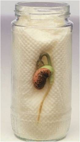 In en om die huis: Boontjie wonderwerk