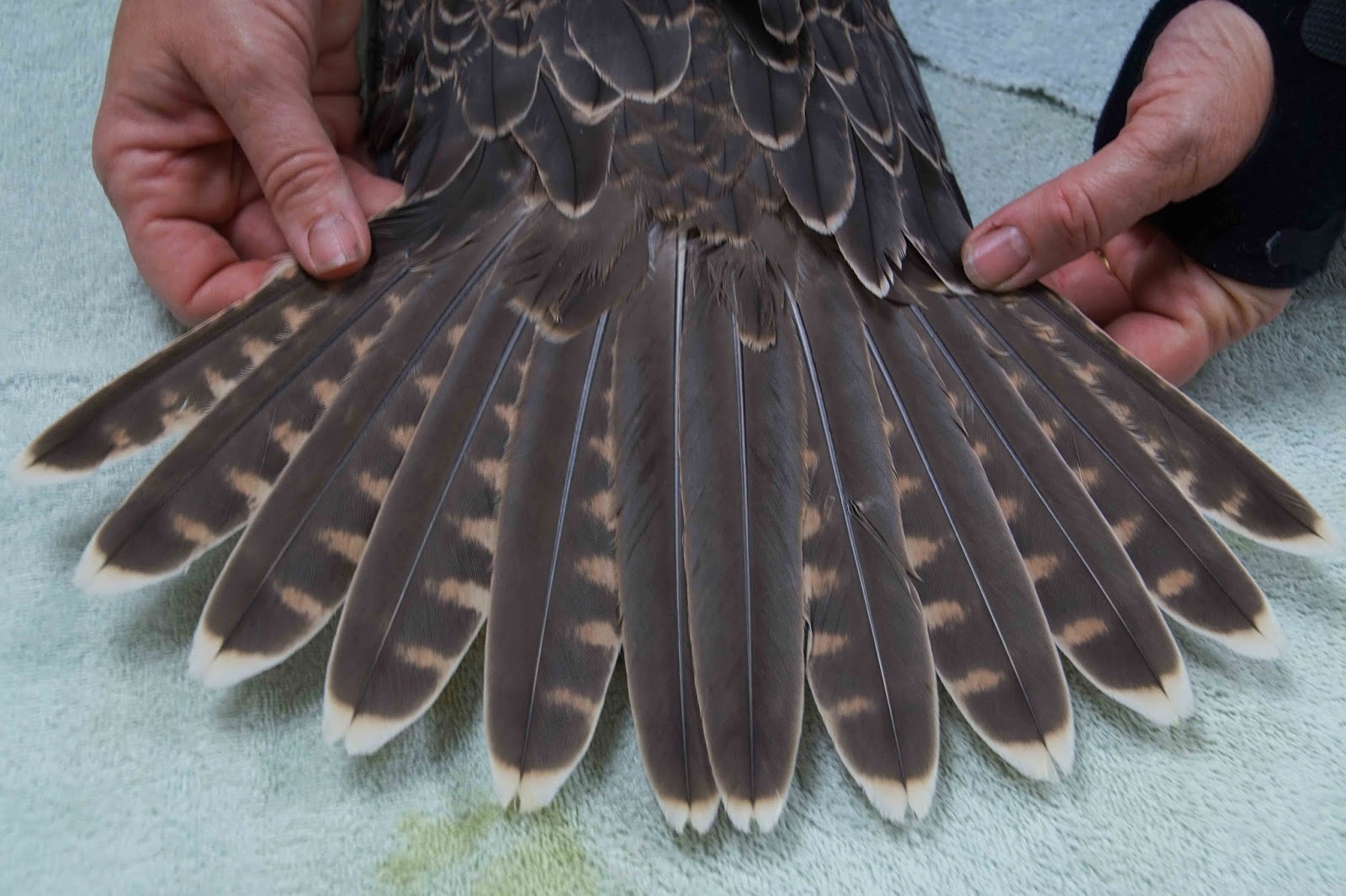 The Raptor Center: Prairie Falcon TRC Clinic Patient