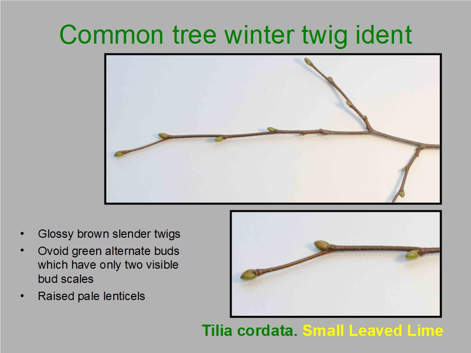 Woodland Management: A Guide: 2018