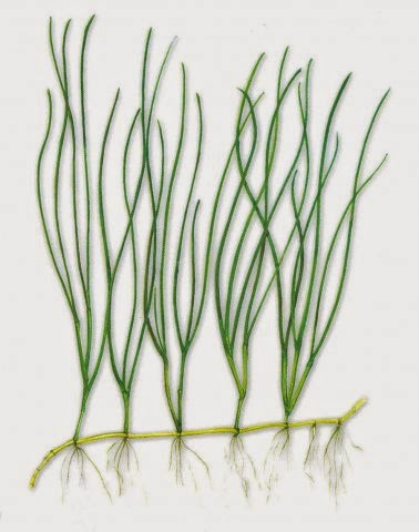 ALF!4N DocX: Klasifikasi Lamun Alfiansyah