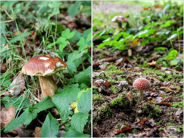 Briuselio kopūstai / Brussels sprouts: Kaip mes grybavome Ardėnuose