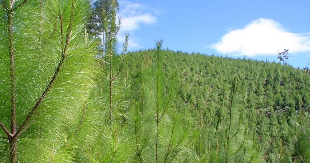 Reforestación En México: ¿Qué es Reforestación?