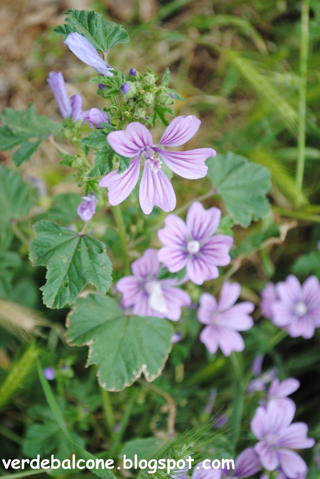 Verde balcone.: La Malva, scheda di riconoscimento e coltivazione in vaso.