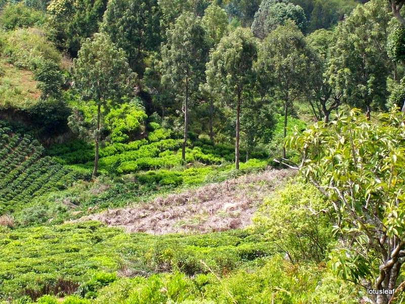 gardentropics: K for Kurinji Flowers