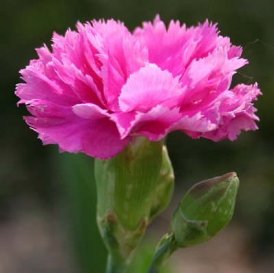 MALINALLI · herbolaria médica: CLAVEL, carnation - Dianthus caryophyllus