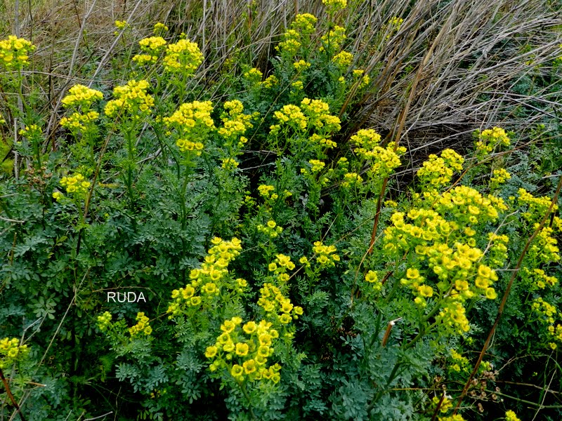 naturconsejos: RUDA (Ruta graveolens)