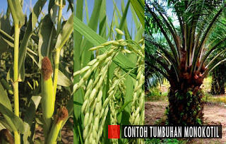 Pengertian, Ciri-ciri dan Perbedaan Tumbuhan Dikotil dan Monokotil ...