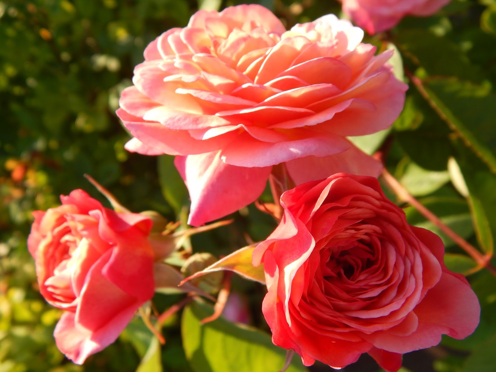 Beautés Florales : Floraison des roses saison 2014