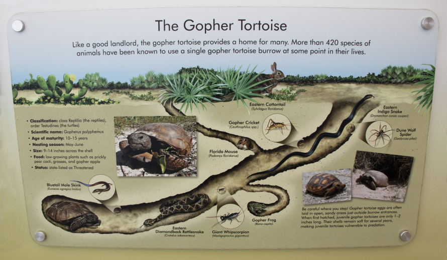 Life on s/v Prodigal: Environmental Study of the Gopher Tortoise