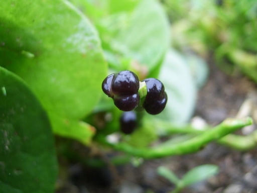Malabar Spinach - 9 Health Benefits & Home Remedies | Beauty and ...