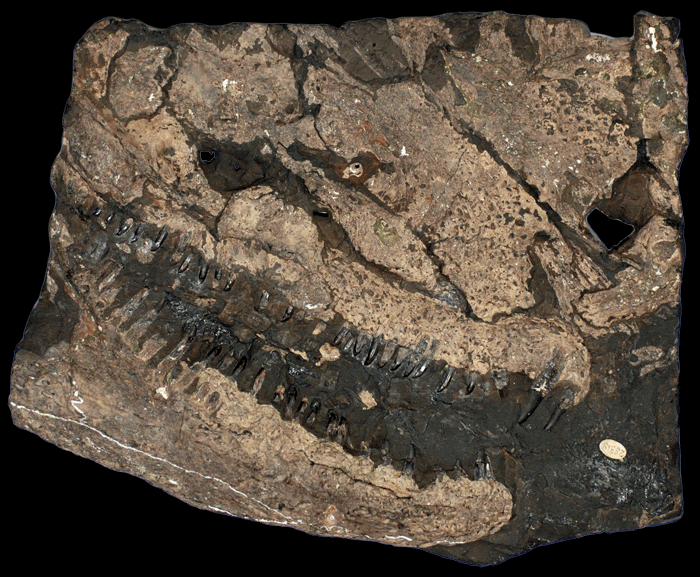 Blog de la Vida Prehistórica: Eogyrinus