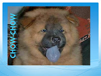 petmania: perros con la lengua azul