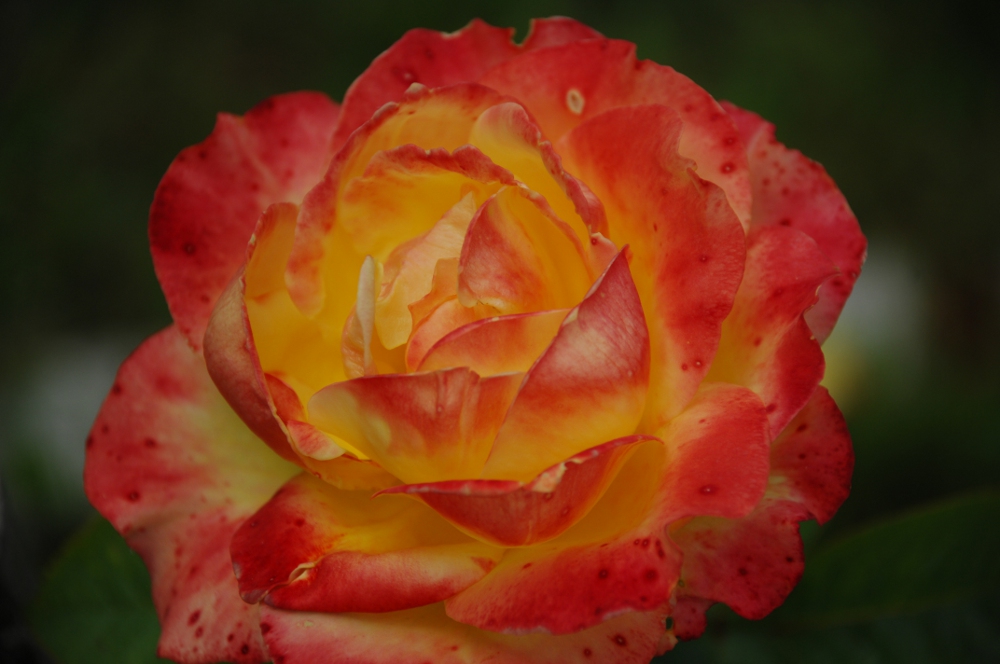 Snapshot Voyager: Remembering Rebecca