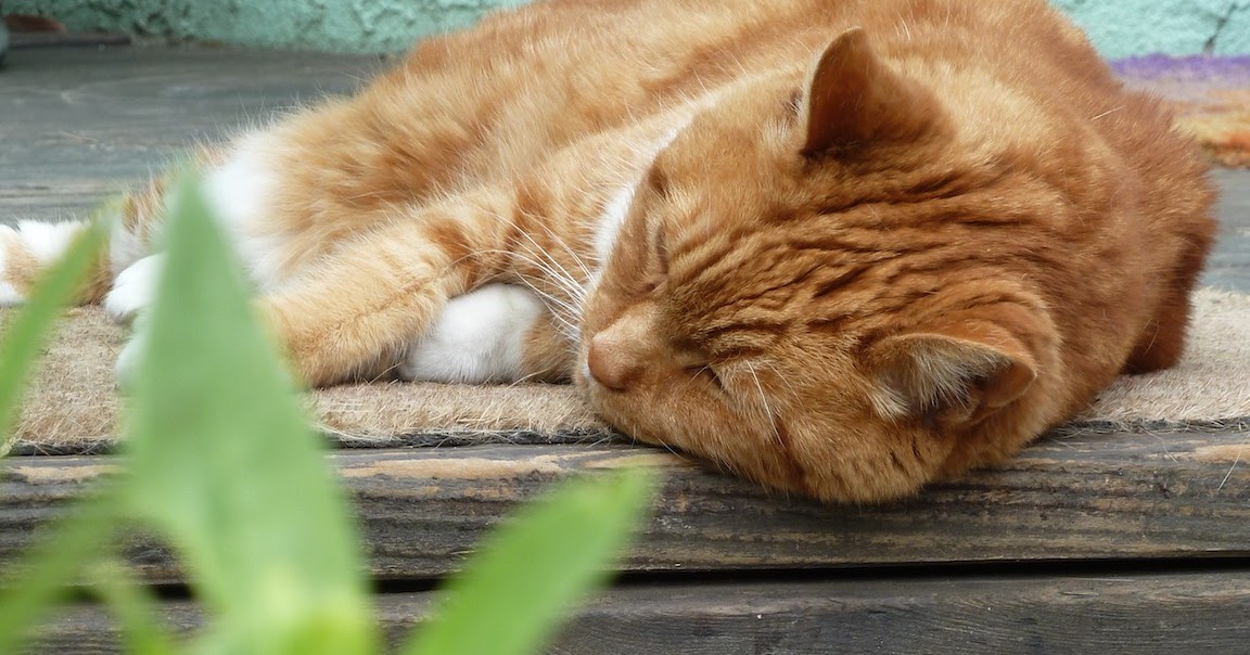 Archie's Garden: Alligators and Keeled-Over Cats!