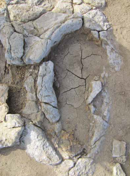 Mapinguari Giant Sloth Sightings