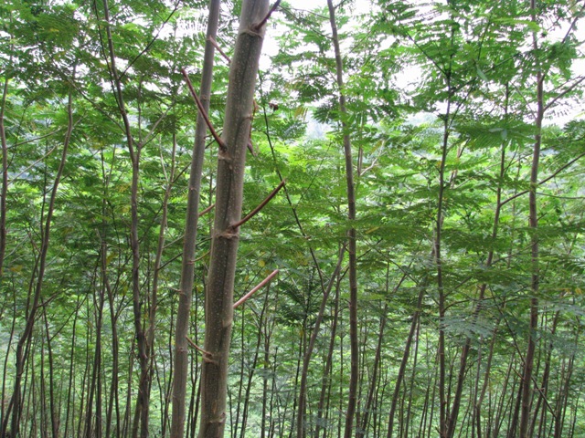 ALBASIA: Pohon Albasia Umur 1 Tahun