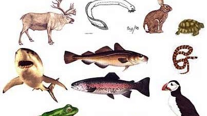 Phylum Chordata Diagram