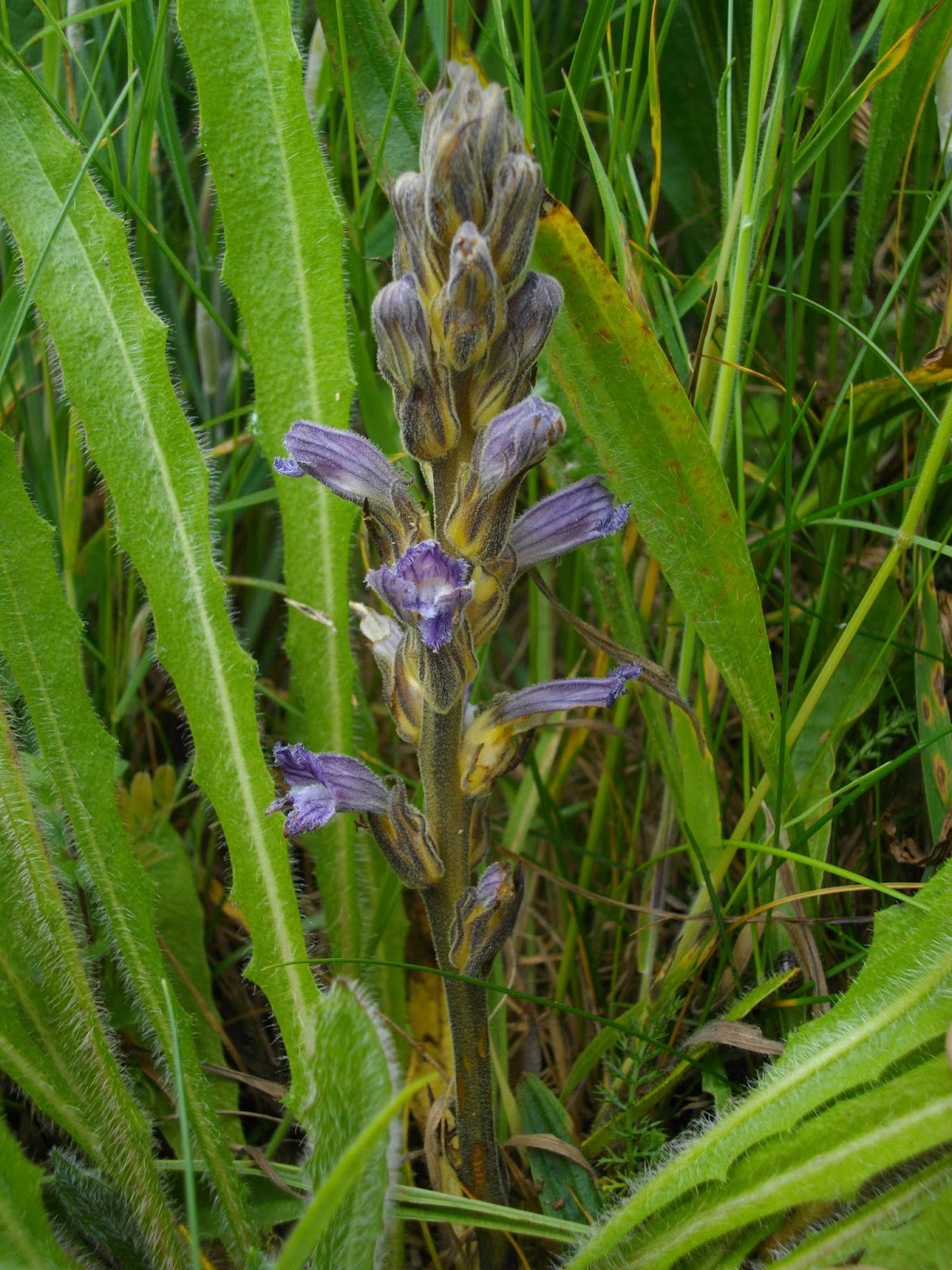 Birds and Beer: NORTH NORFOLK: Purple Broomrape at Overstrand