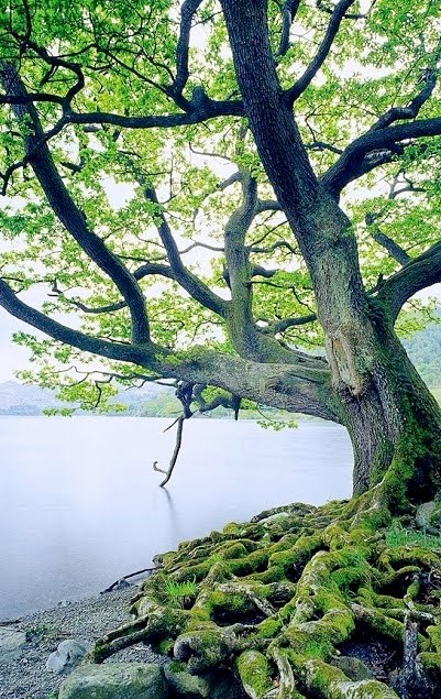 Useful Breath: Like a Tree Planted by the Water