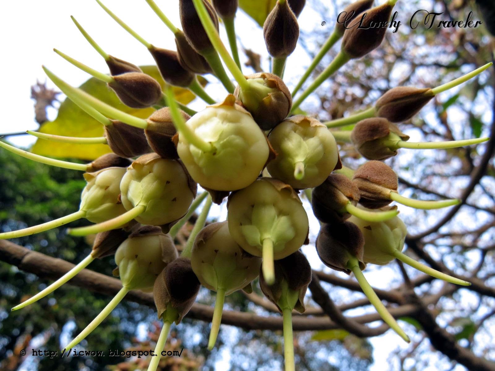 Mohua ful (মহুয়া ফুল) - Madhuca longifolia