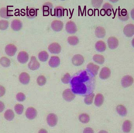 Medical Laboratory and Biomedical Science: Easter Bunny Monocyte