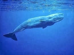 Animales Marinos: Los Cachalotes