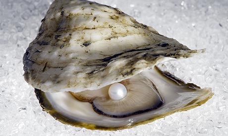 Oyster | Animal Wildlife