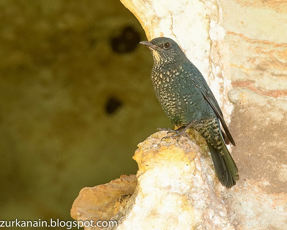 Zul Ya - Birds of Peninsular Malaysia: Blue Rock Thrush