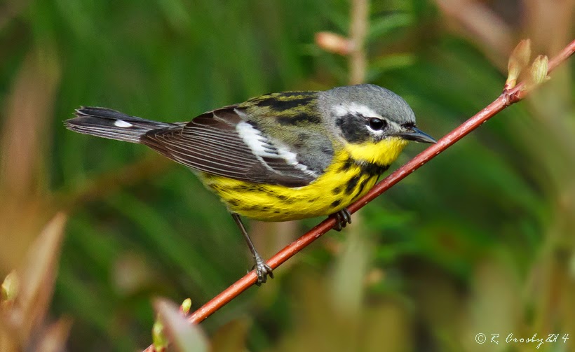 South Shore Birder: A Few Spring Warblers
