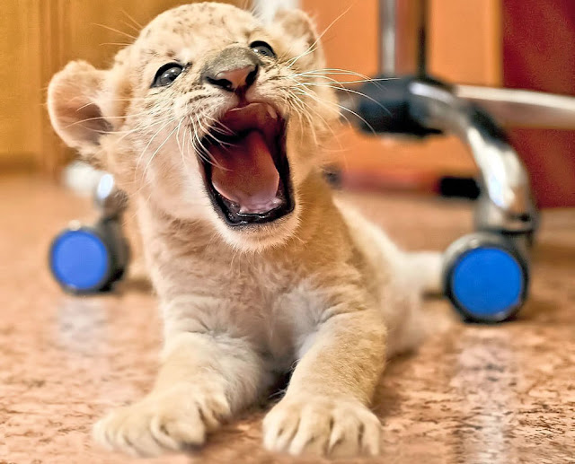 Ξωτικό: Από τα μυθικά Μαύρα Λιοντάρια μέχρι τα υπέροχα υβρίδια τους ...