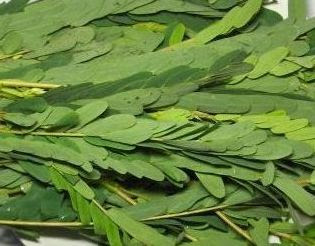 HERBSVEDHA: AGATHI KEERAI ( BOTANICAL NAME:SESBANIA GRANDIFLORA)