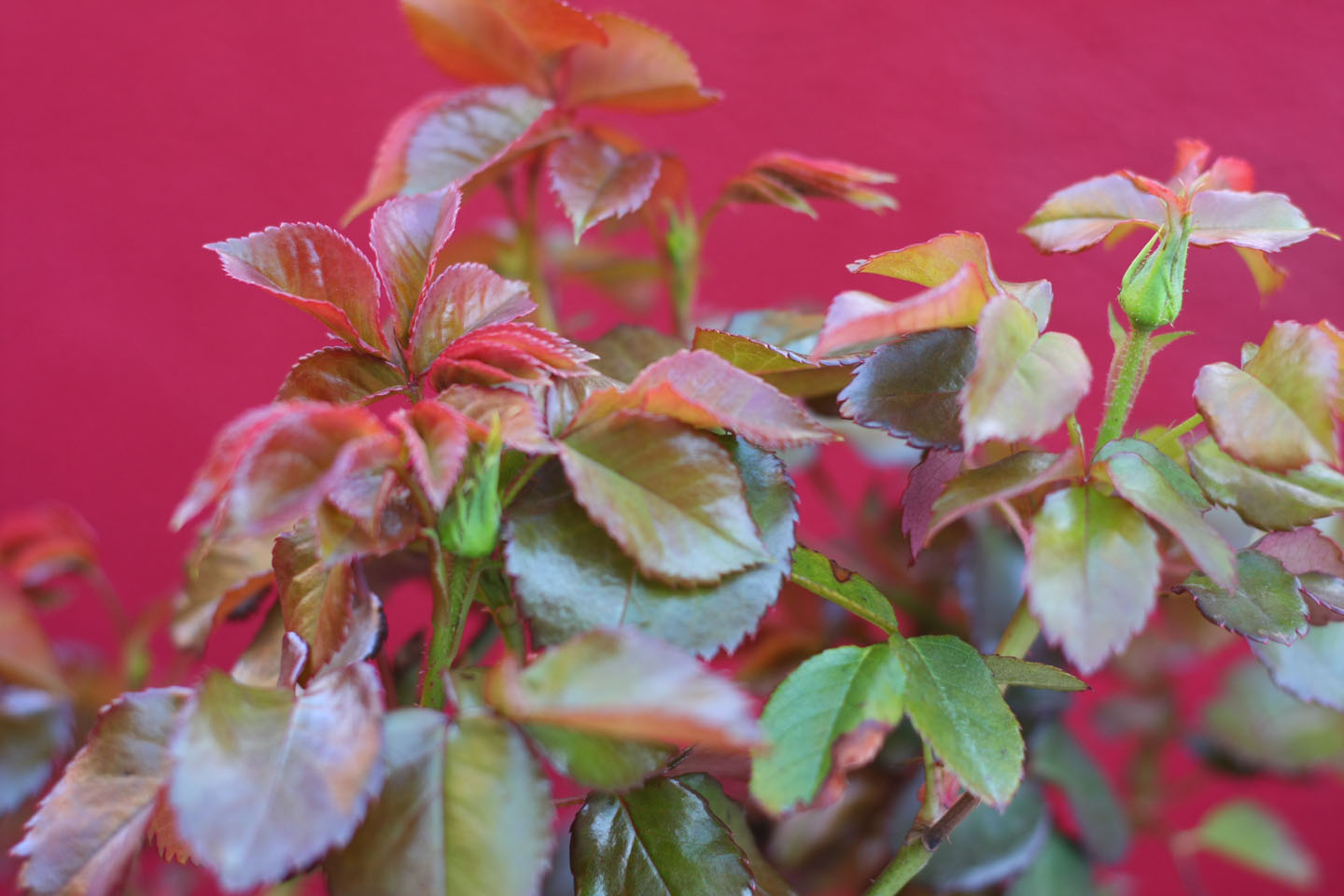 66 Square Feet (Plus): Bare root roses