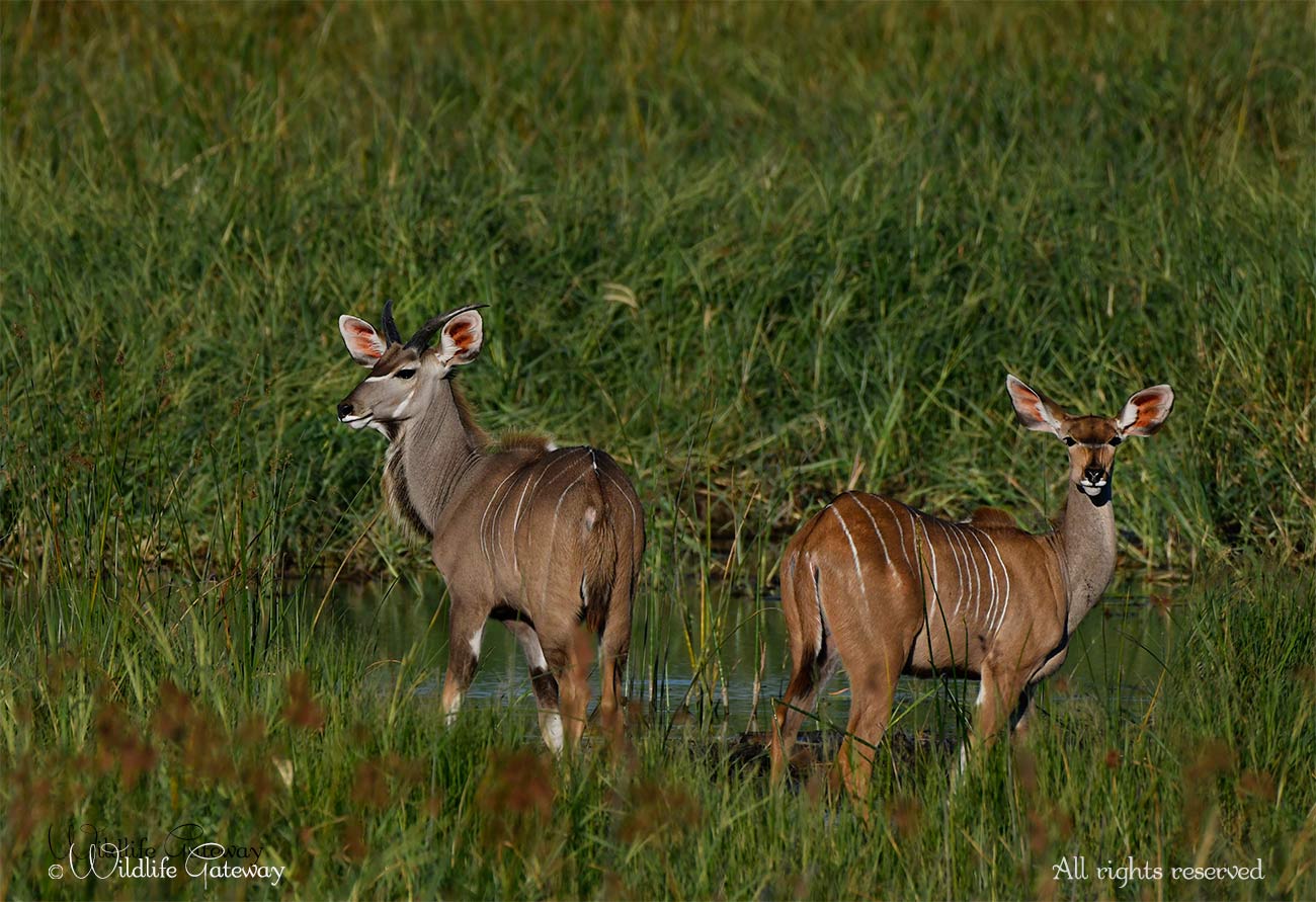 WILDLIFE GATEWAY: Grand koudou, juvéniles - 01