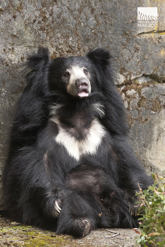 New Year welcomes sloth bear twins!