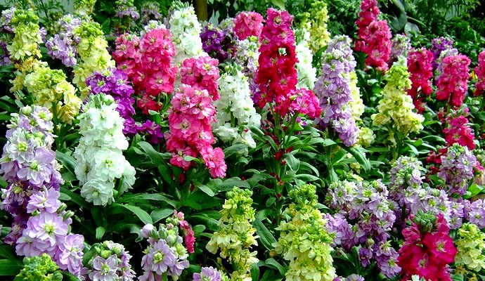 Alelí o Matthiola incana | Plantas