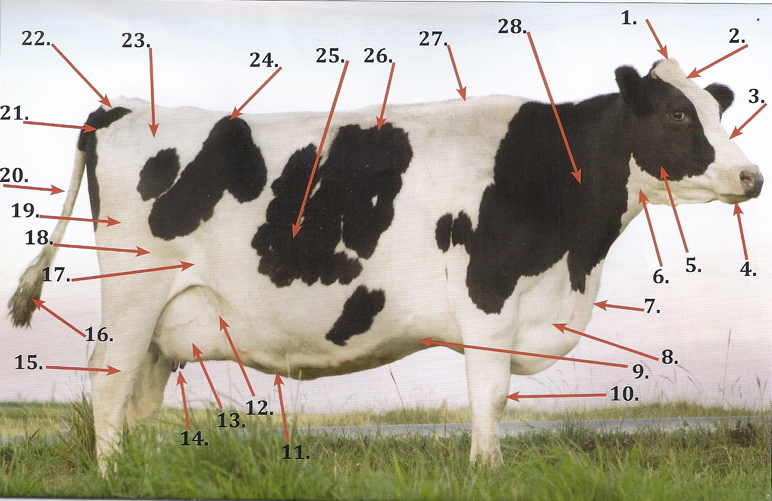 My View From Our Dairy: How many can you guess???